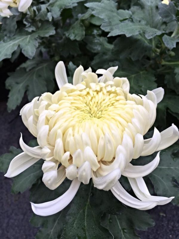 Significato dei Fiori Crisantemi cosa sono? Quando regalarli? - Tonelli ...